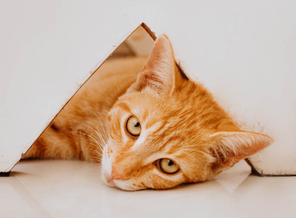 Qual é a missão espiritual dos gatos, de acordo com a cor de sua pelagem