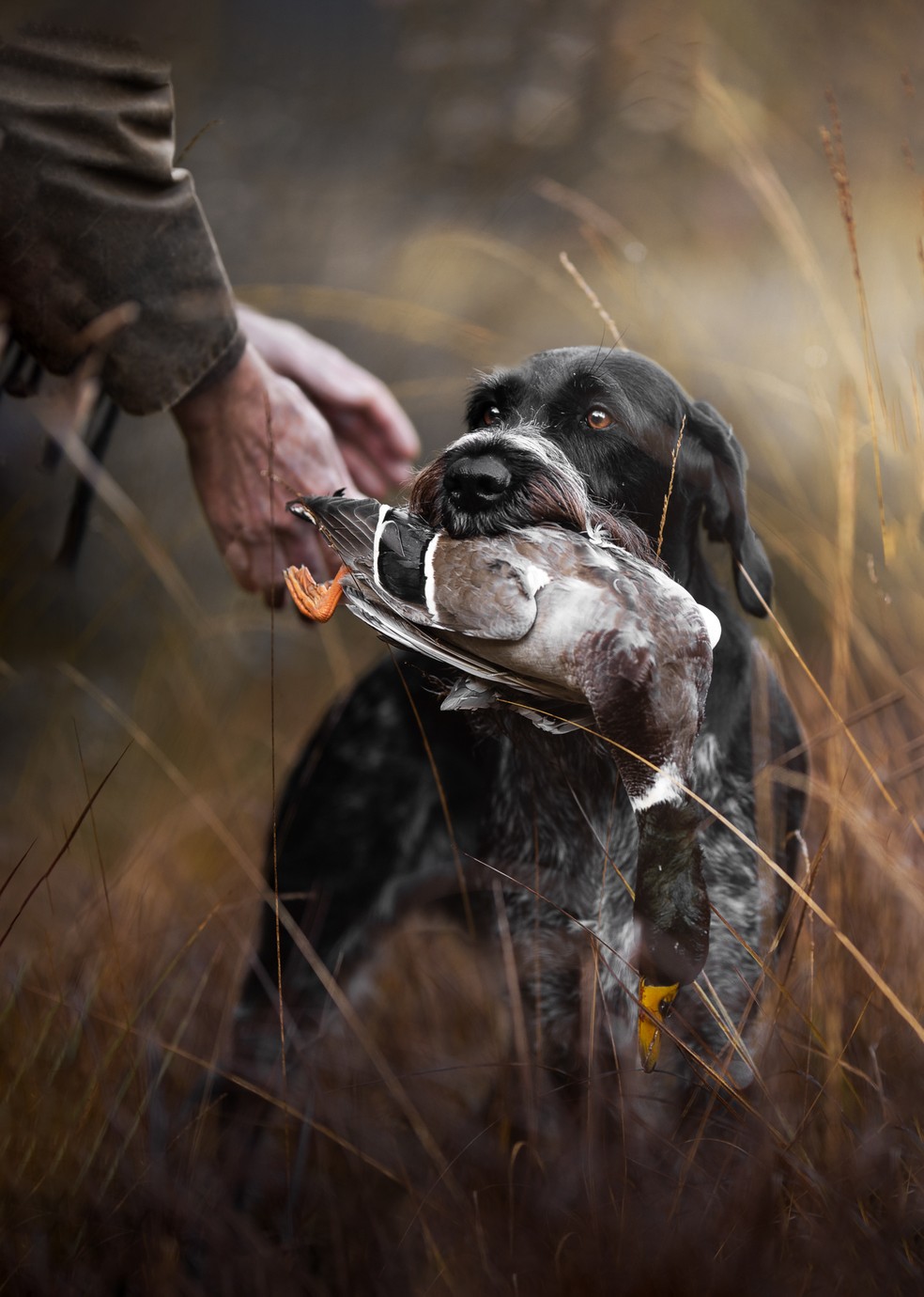 Dog Photography Awards: veja vencedores em concurso das melhores fotos ...