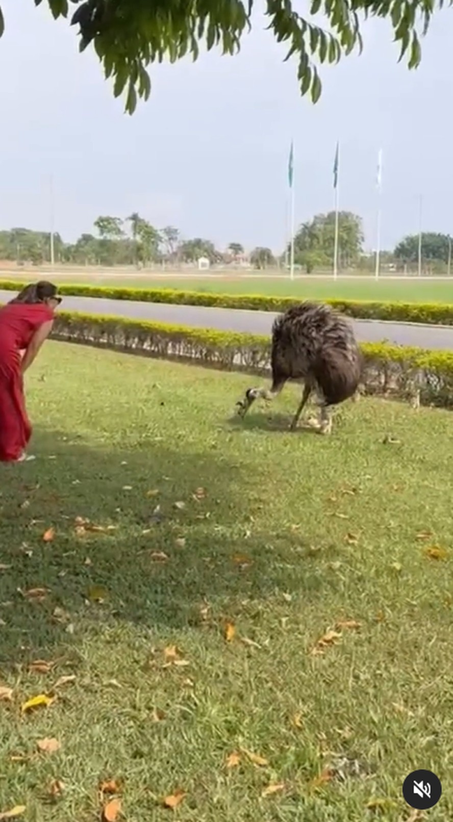 Janja Silva celebra nascimento de 12 filhotes de ema que nasceram na ...