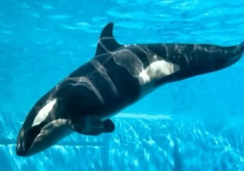Famosa orca do SeaWorld morre repentinamente, nos EUA