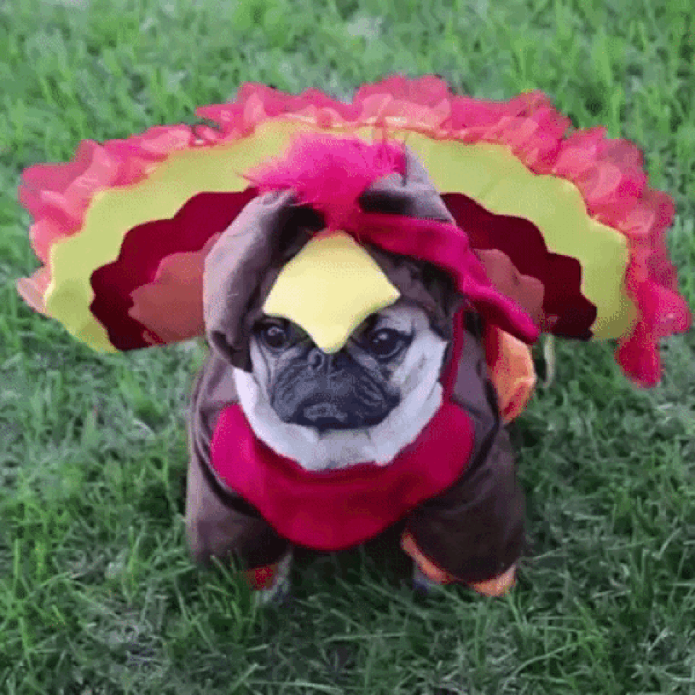 Carnaval: Guia de festas para você curtir a folia com seu cachorro