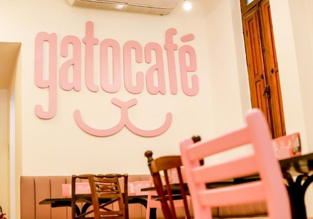 Gato Café: no Rio de Janeiro, é possível ir tomar um café, brincar ou ...