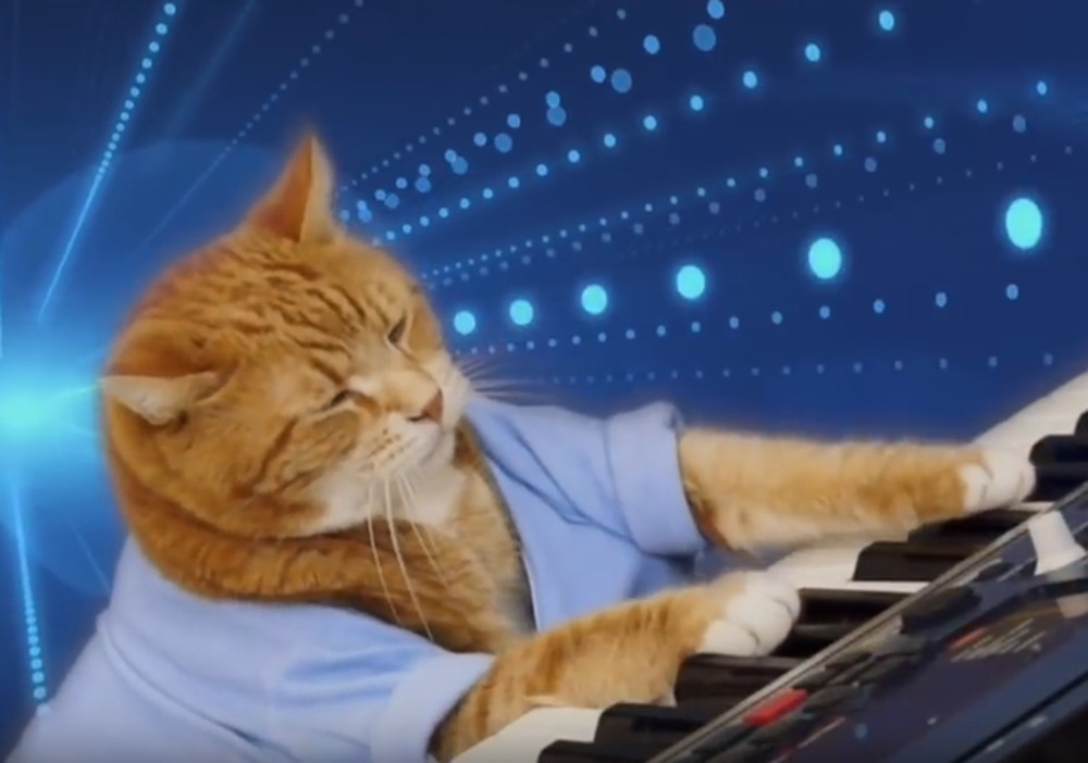 O gatinho Bento, do meme do 'Keyboard Cat', morreu