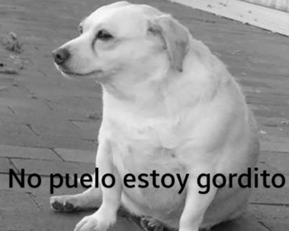 Gordito y cansadito: destrinchamos a criação do melhor meme de 2019 ...