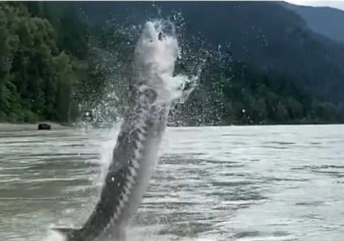 Peixe de 2,7 m salta da água e assusta pescadores; assista ao vídeo