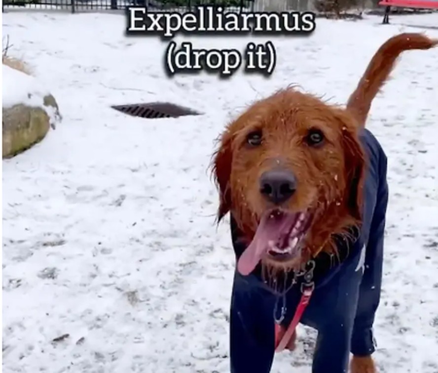 Mulher ensina 15 'feitiços' de Harry Potter para seu cachorro como ...