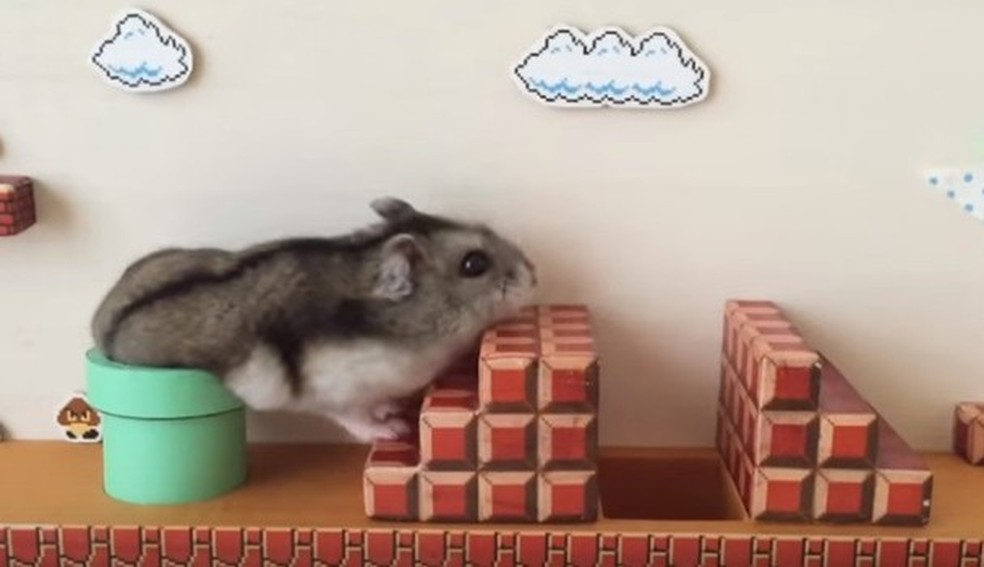 Hamster brinca de Super Mario em vídeo pura fofura. Assista!