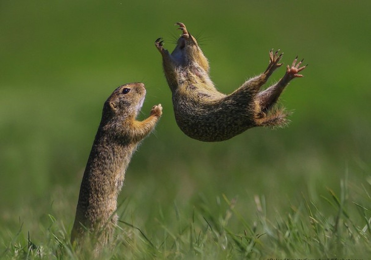 Prêmio anuncia finalistas das fotos mais engraçadas do mundo animal; Veja!