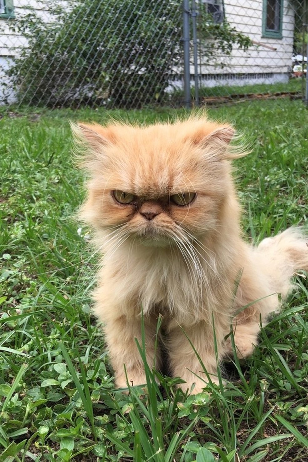 Gatinho com cara de mal humorado ganha lar após conquistar seu dono
