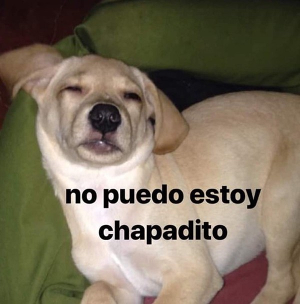 Gordito y cansadito: destrinchamos a criação do melhor meme de 2019 ...