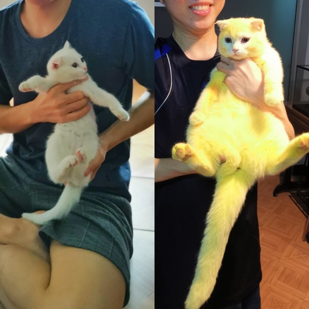 Mulher usa cúrcuma para 'tratar' micose de gato e felino fica amarelo