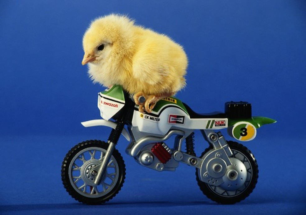 As 15 fotos mais sem sentido de banco de imagens de todos os tempos