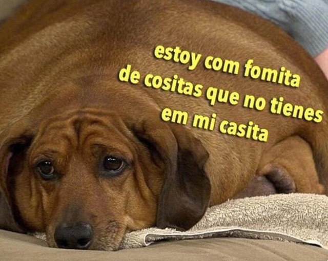 Gordito y cansadito: destrinchamos a criação do melhor meme de 2019 ...