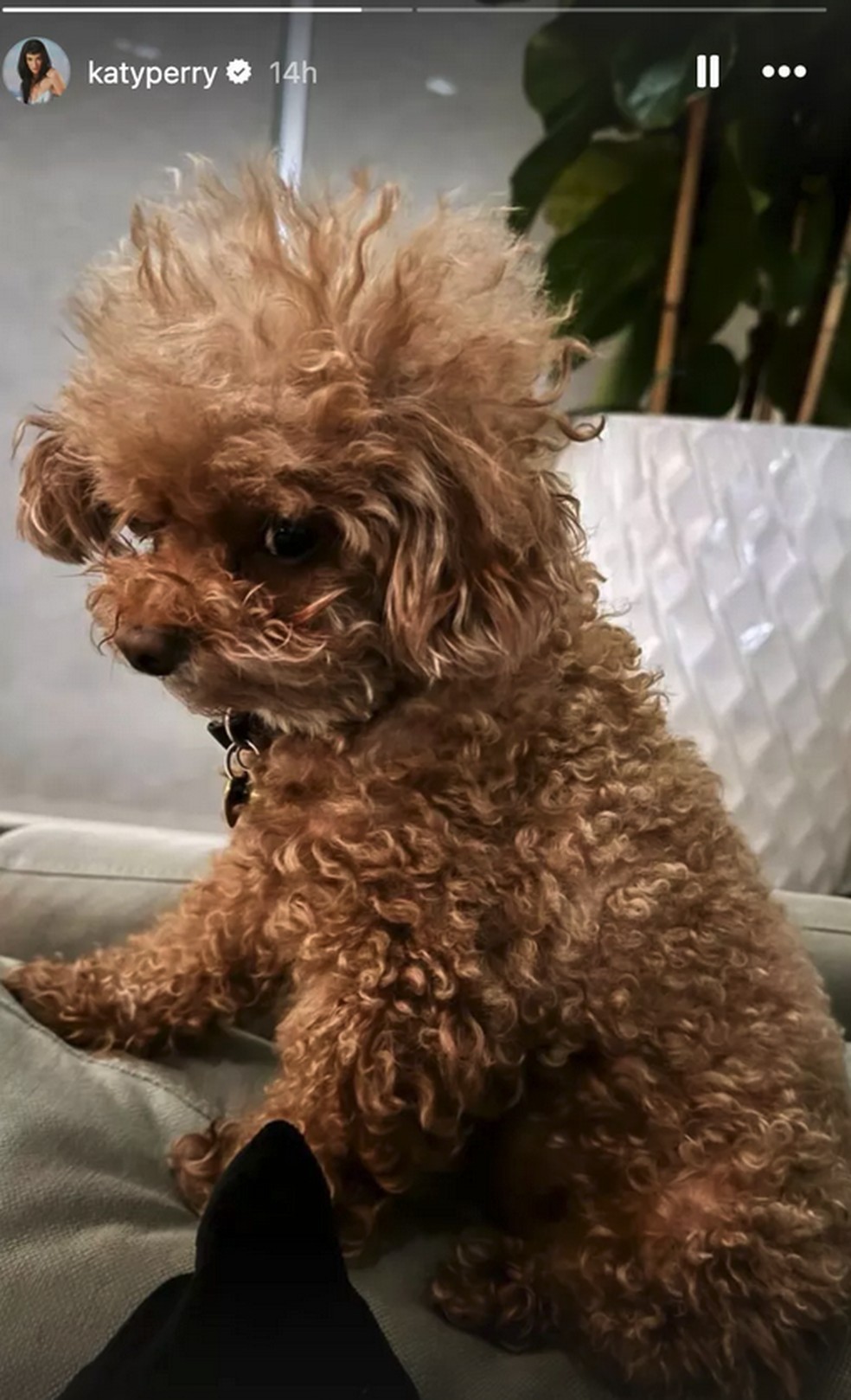 Katy Perry compartilha antes e depois de seu cachorro e diverte internautas