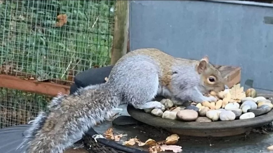 Esquilo aterroriza moradores e fere 18 pessoas no Reino Unido