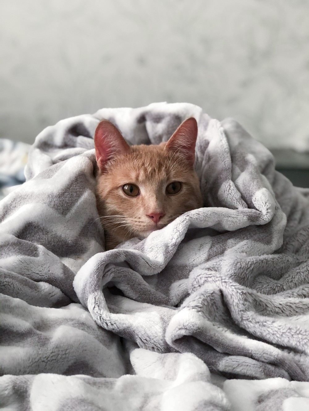 Gripe em cães e gatos: saiba o que pode causar e como tratar