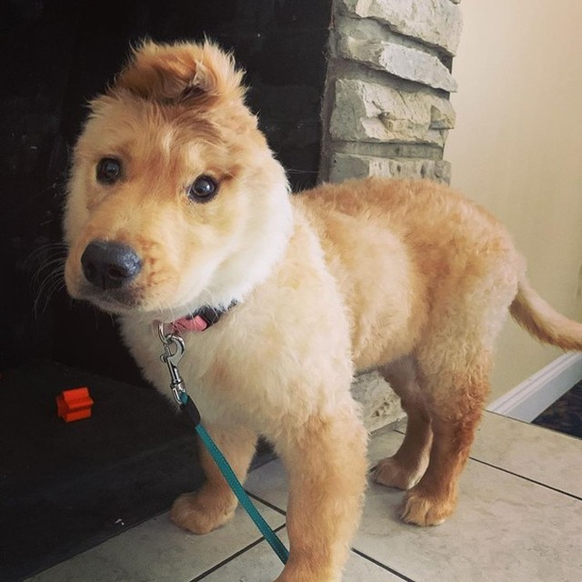 Conheça a 'dog unicórnio' que está encantando a internet