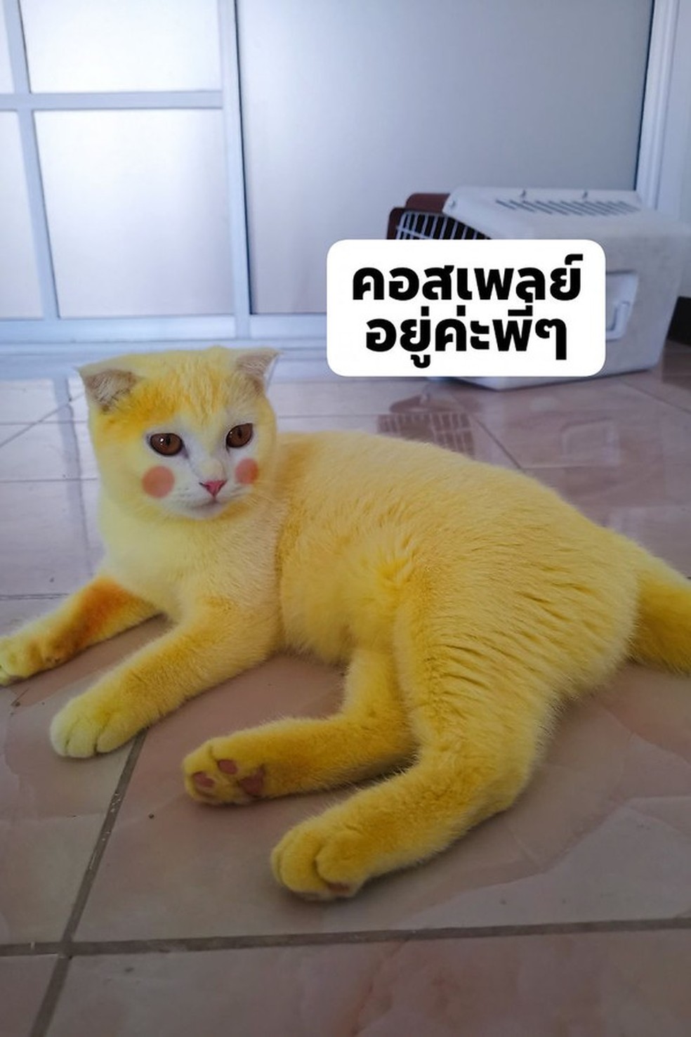 Mulher usa cúrcuma para 'tratar' micose de gato e felino fica amarelo