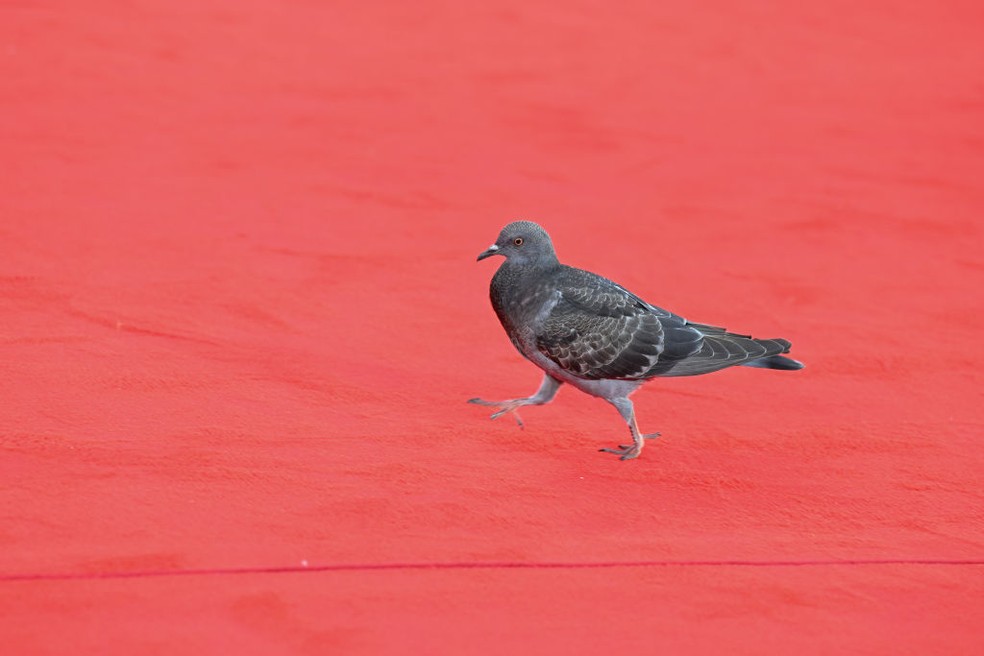 Pomba invade red carpet e concentra flashes no Festival de Veneza