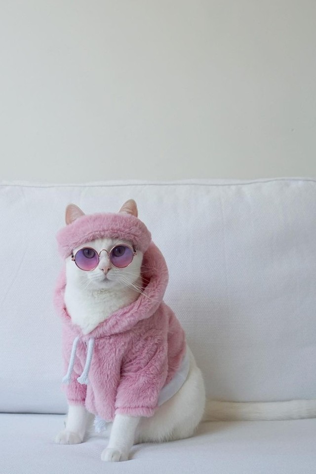 Conheça Zappa, a gata mais estilosa do Instagram