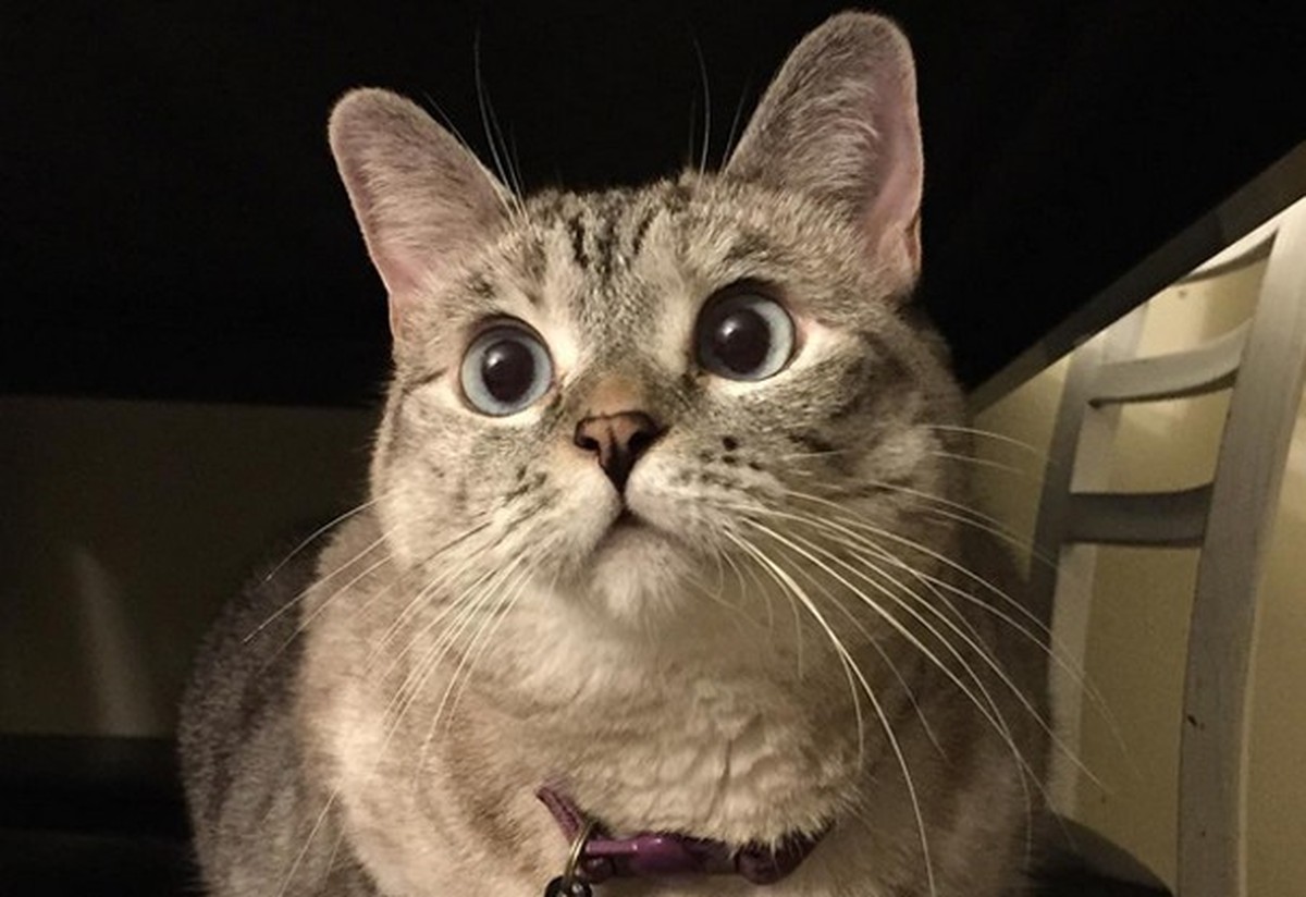Nala Gatinha Mais Famosa And Linda Da Web Tem 2 Milhões De Seguidores