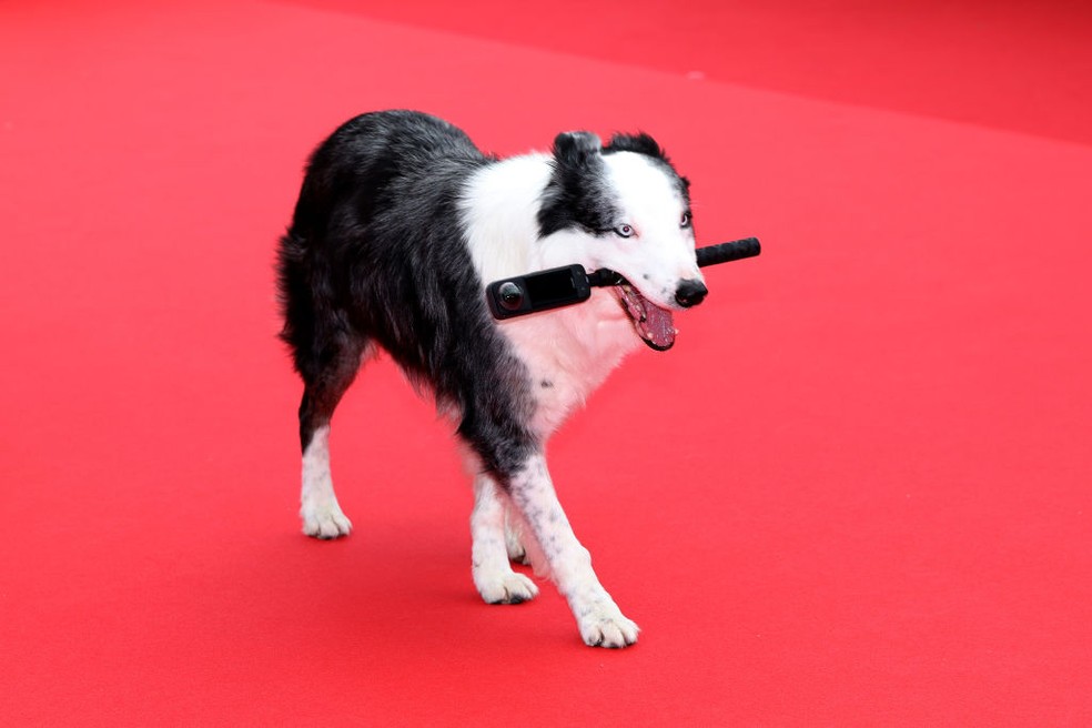 Festival de Cannes 2024: cachorro Messi concentra os flashes dos fotógrafos