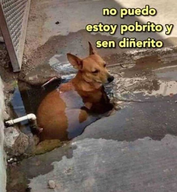 Gordito y cansadito: destrinchamos a criação do melhor meme de 2019 ...