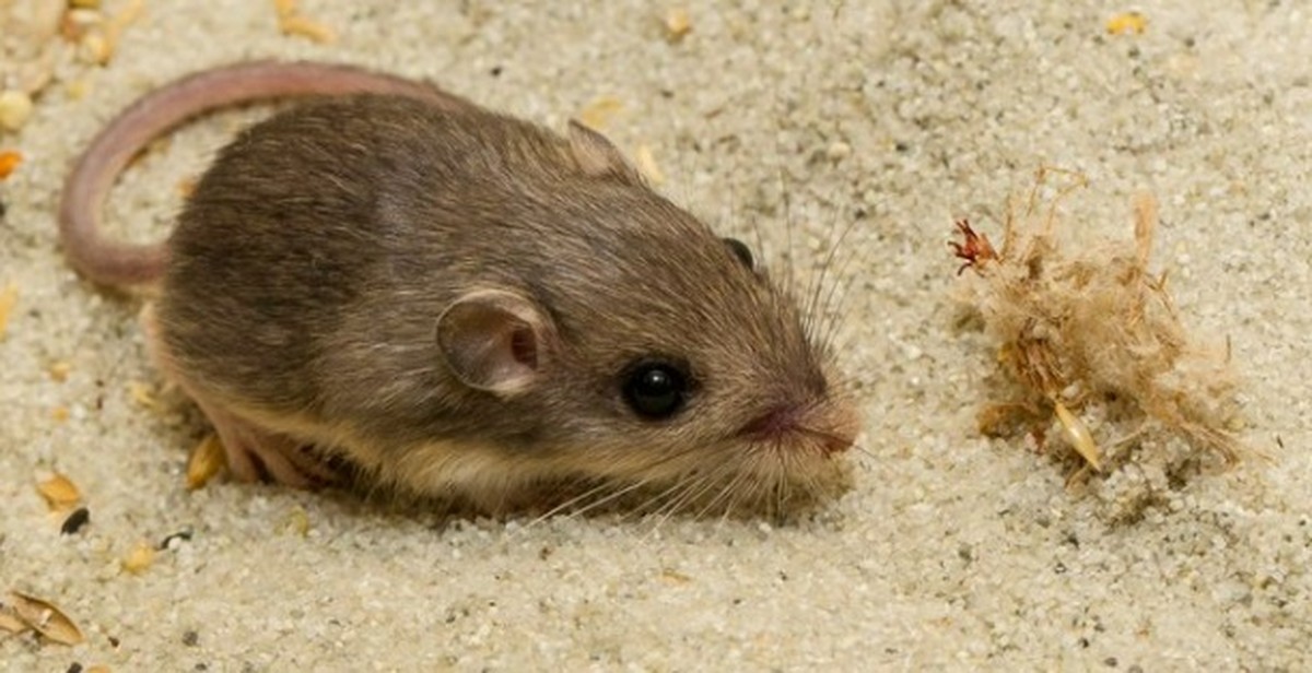 Rato, chamado Patrick Stewart, entra no livro dos recordes