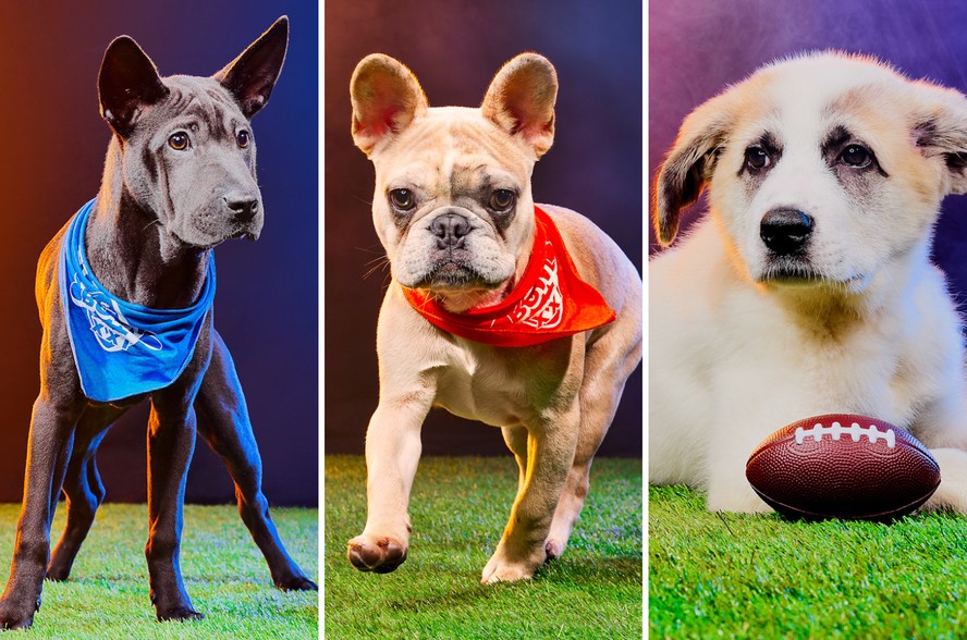 Este é o evento pré-Super Bowl mais fofo que você vai ver hoje