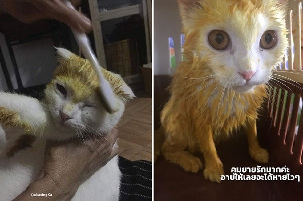 Mulher usa cúrcuma para 'tratar' micose de gato e felino fica amarelo