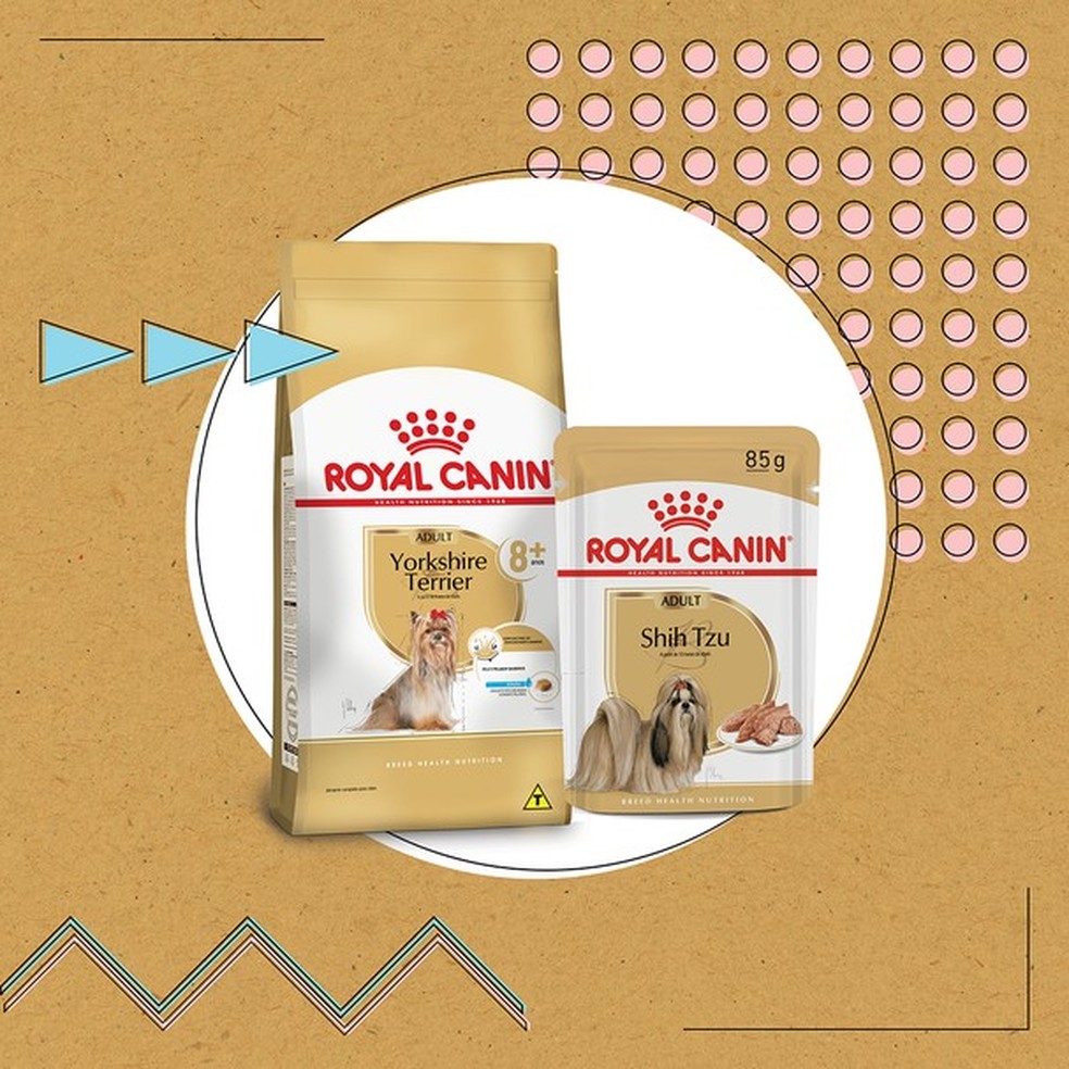 Saiba como fornecer mais saúde para cães Lulu da Pomerânia por meio da ...