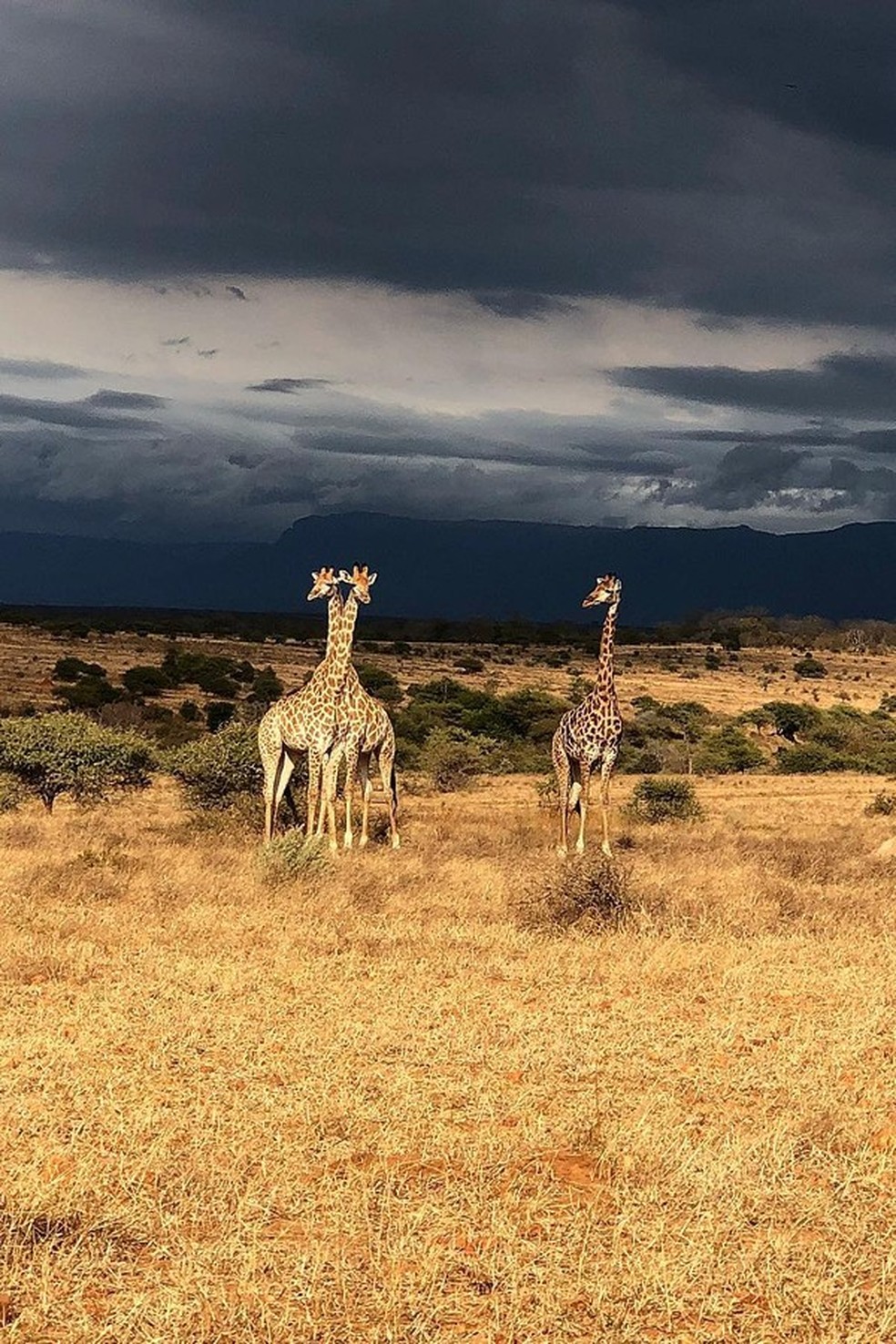 Grazi Massafera abre o álbum de viagem para África do Sul