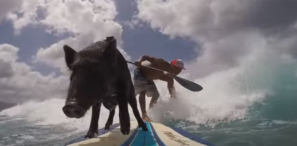 Porco surfista arrasa nas ondas do Havaí