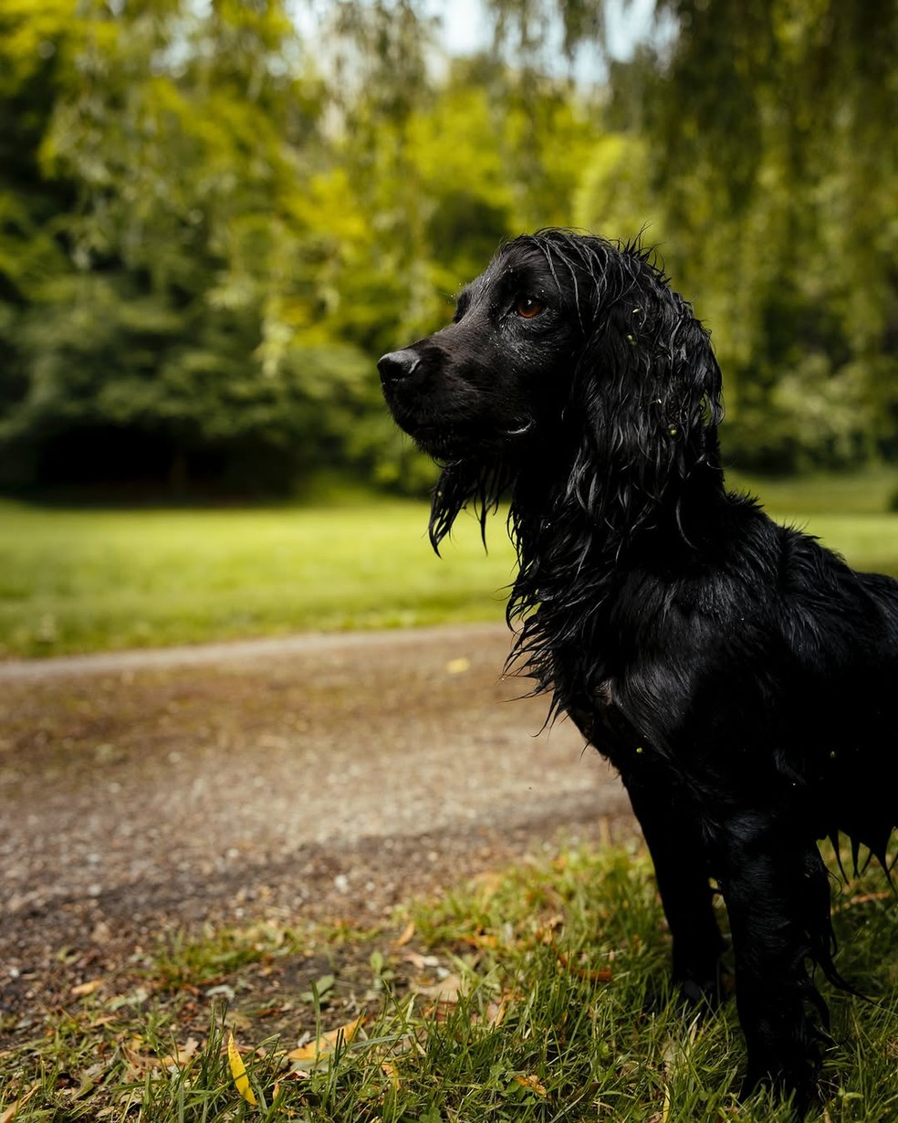 Kate Middleton fala sobre conexão com a natureza após remissão do câncer: 'Reconexão'