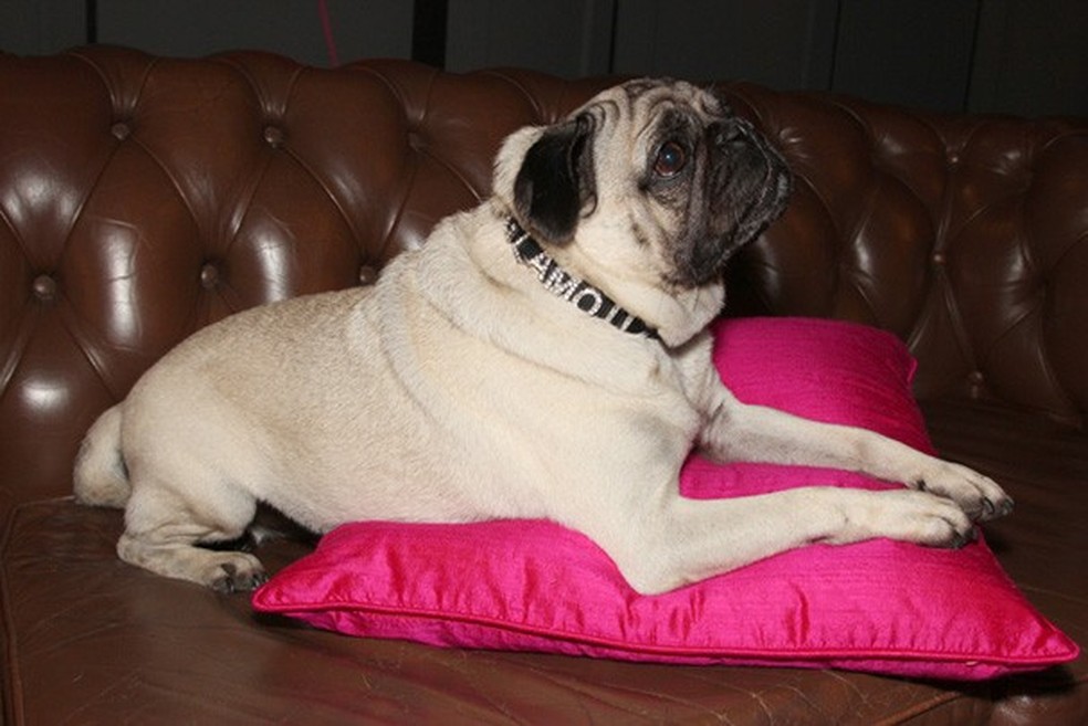 GlamDog: o novo contratado da Glamour desembarcou no SPFW