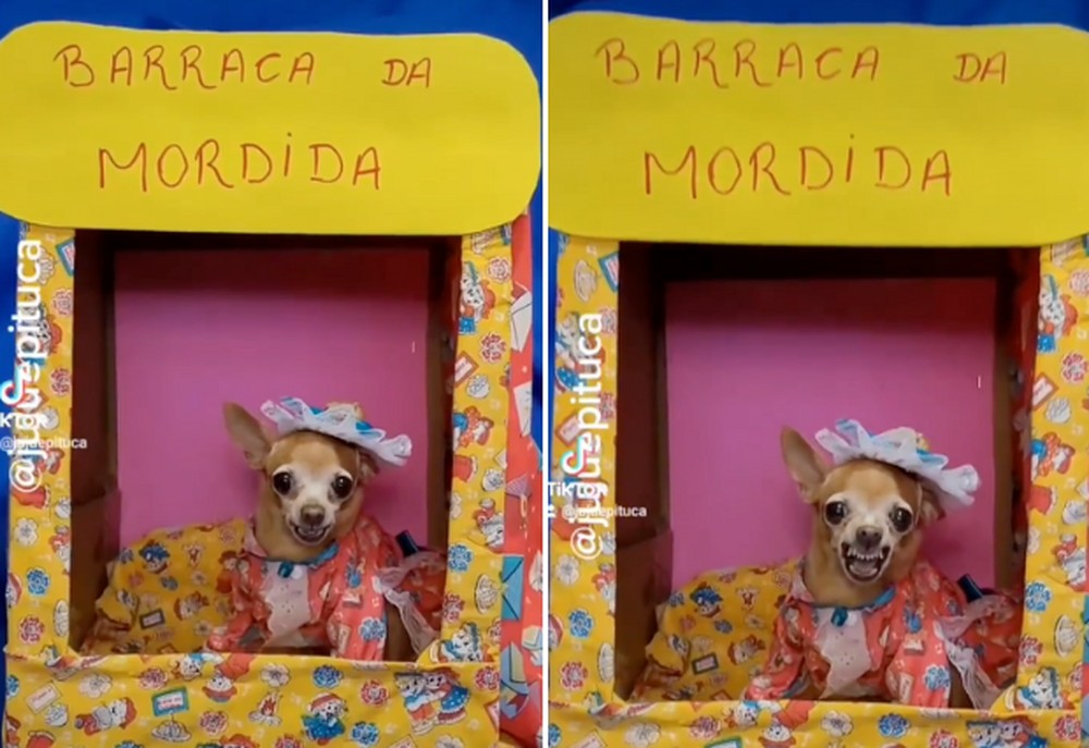 Em clima junino, vídeo da 'barraca da mordida' com pinscher estressada viraliza na web