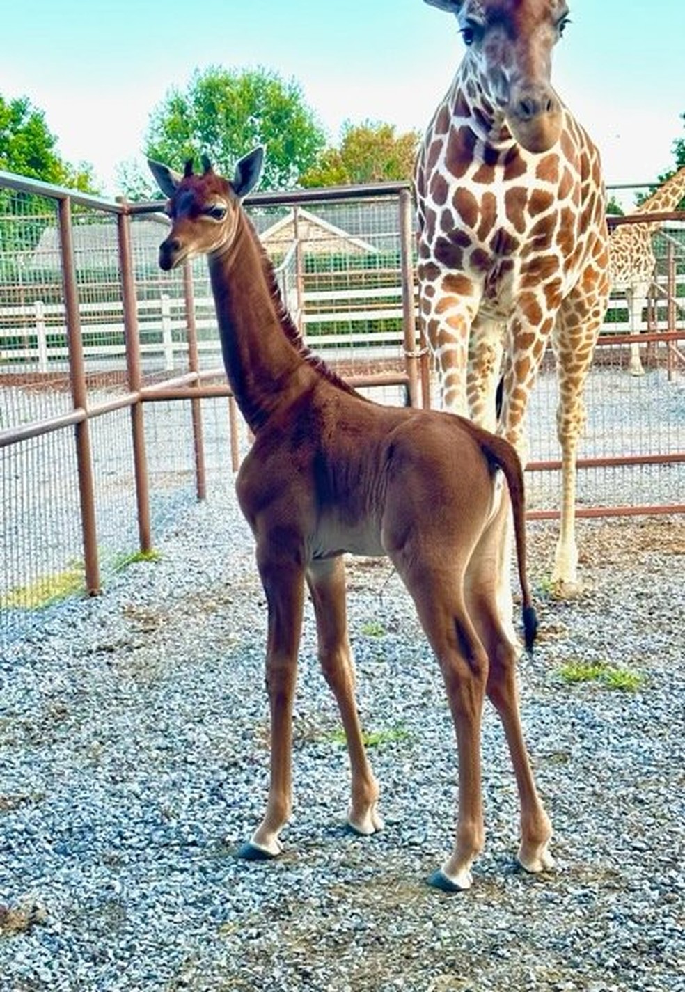 Girafa sem nenhuma mancha nasce em zoológico dos Estados Unidos