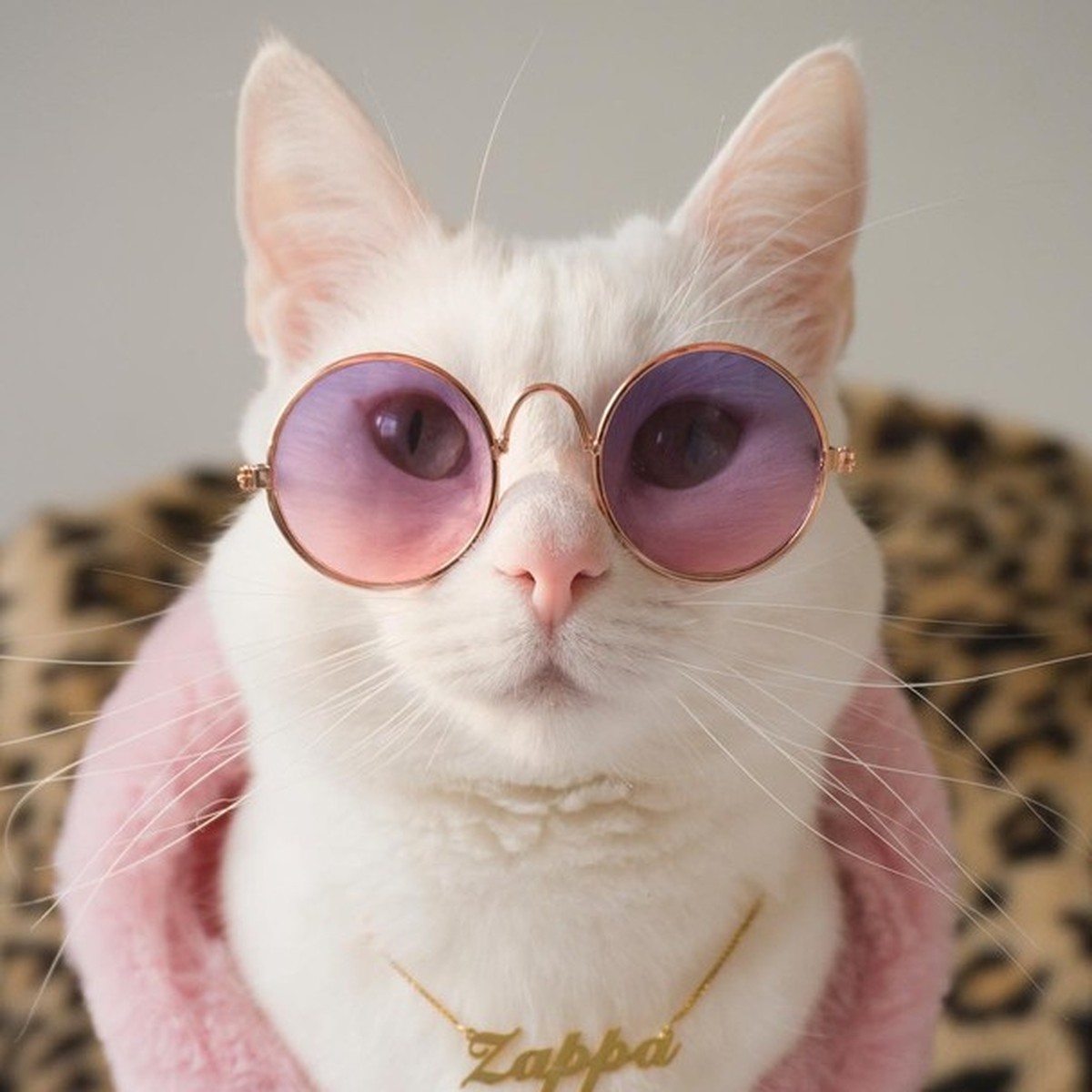 Conheça Zappa, a gata mais estilosa do Instagram