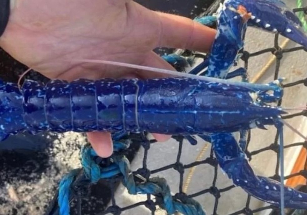 Pescador captura rara lagosta azul e devolve ao mar