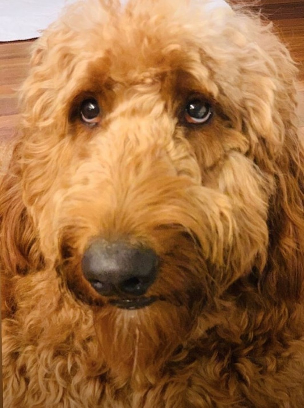 Angélica faz tosa da cachorra e mostra o resultado no Instagram