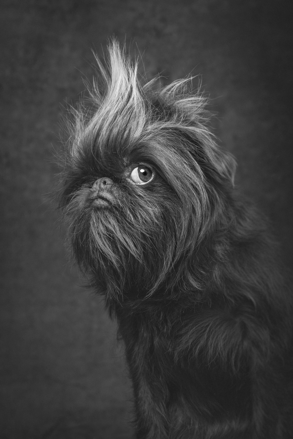 Dog Photography Awards: veja vencedores em concurso das melhores fotos ...