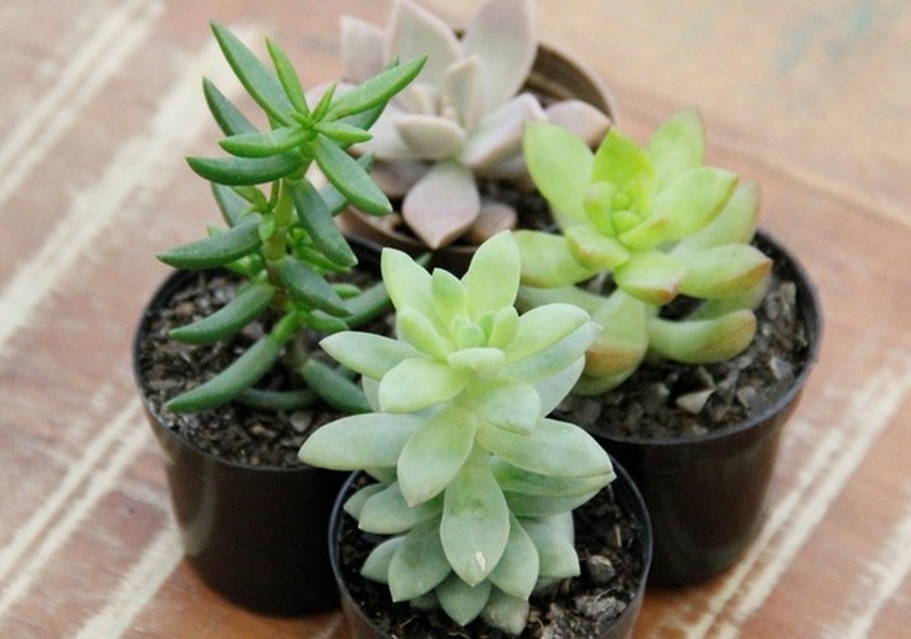 Suculentas: um guia para você ter e cuidar bem das suas plantas