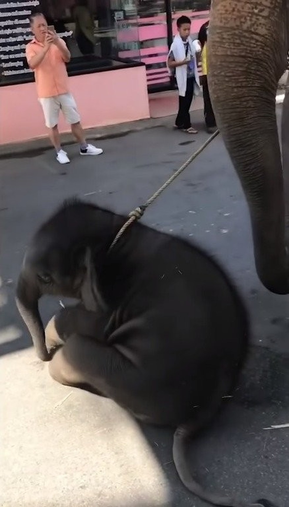 Horror! Vídeo de filhote de elefante exausto em atração turística choca
